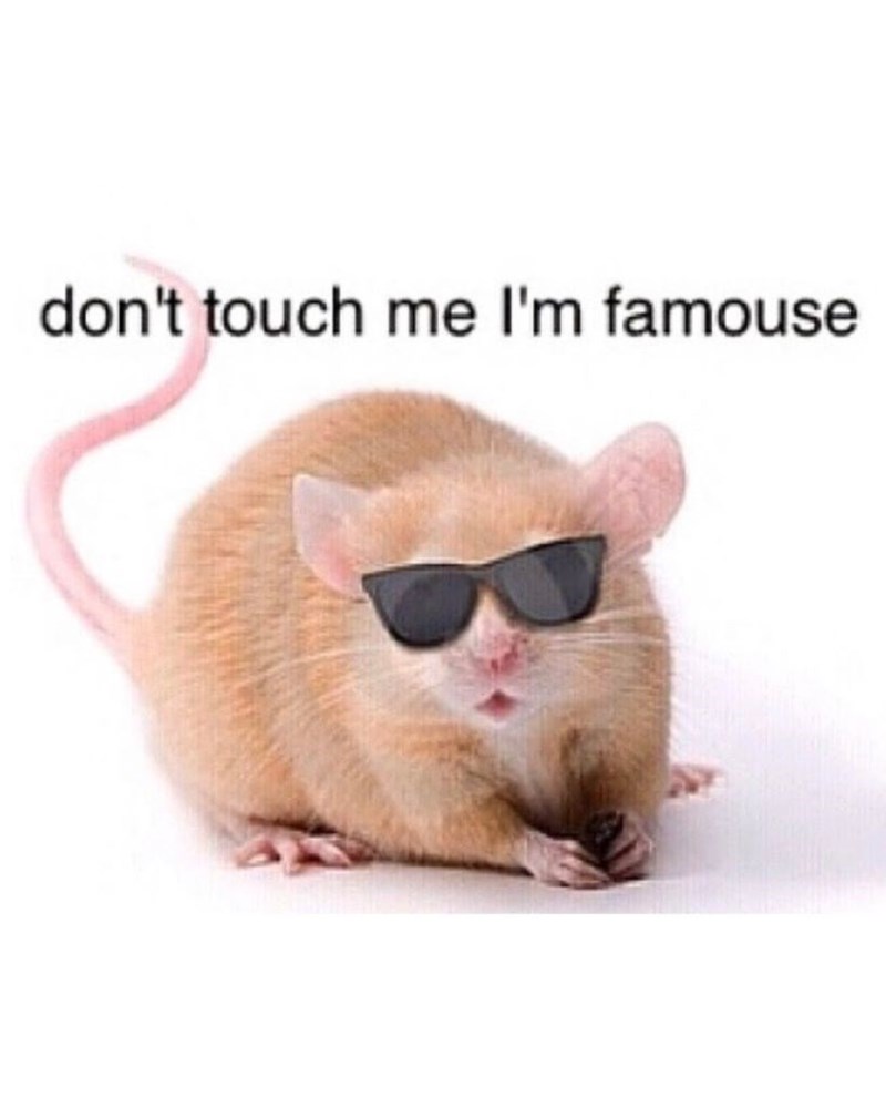 23 Domesticated Animal Memes for When You Need the Comfort of Home