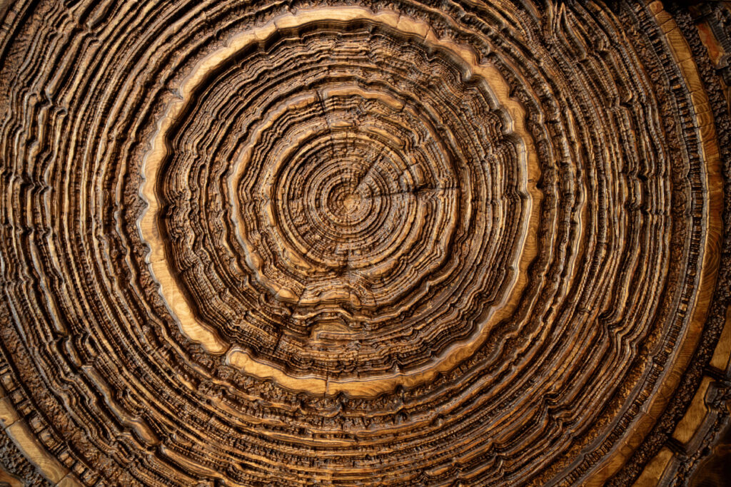 What Can Rings And Black Lines in Tree Trunks Tell Us?