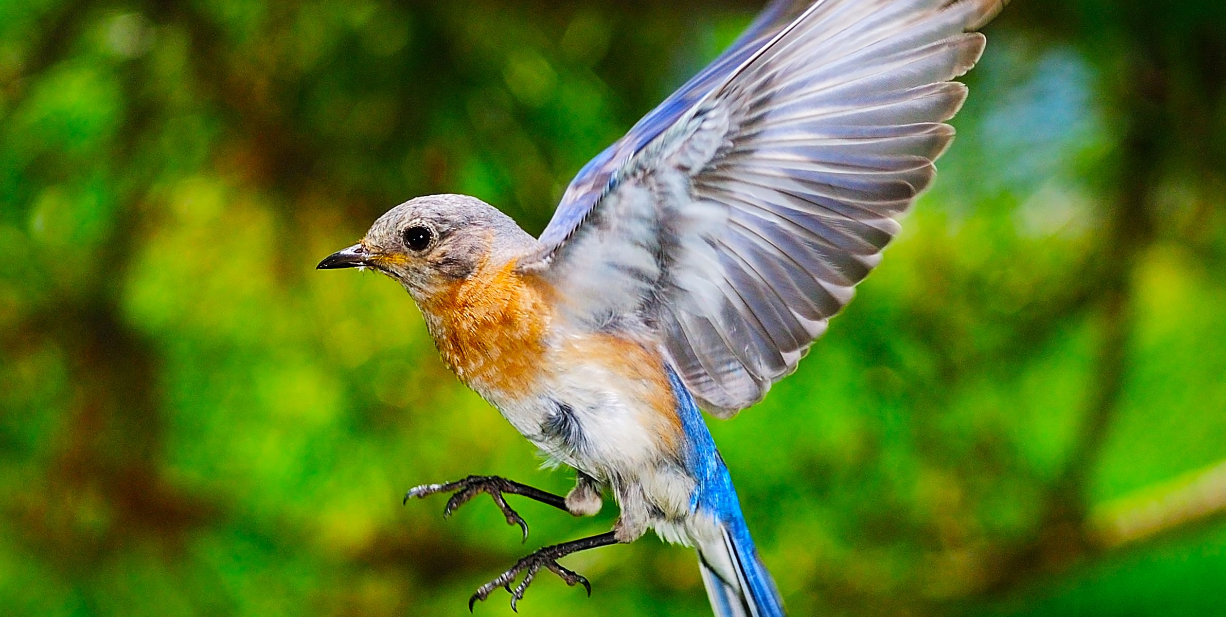 How I Bird-Proofed My Windows to Help Save our Feathered Friends
