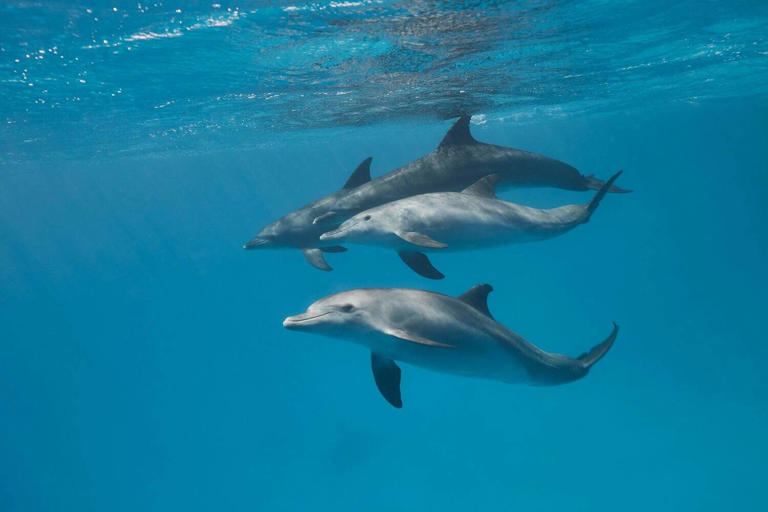 How Many Sounds Does a Dolphin Make?