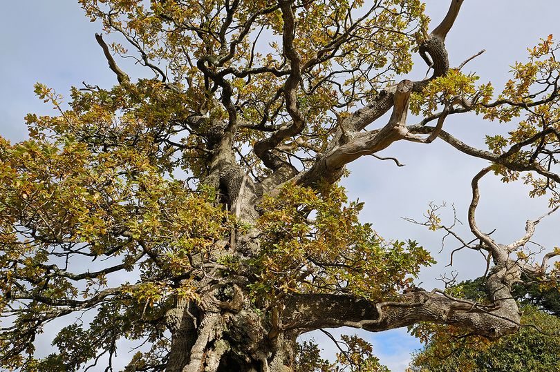 Life of Cornwall's oldest tree that spans 1,000 years