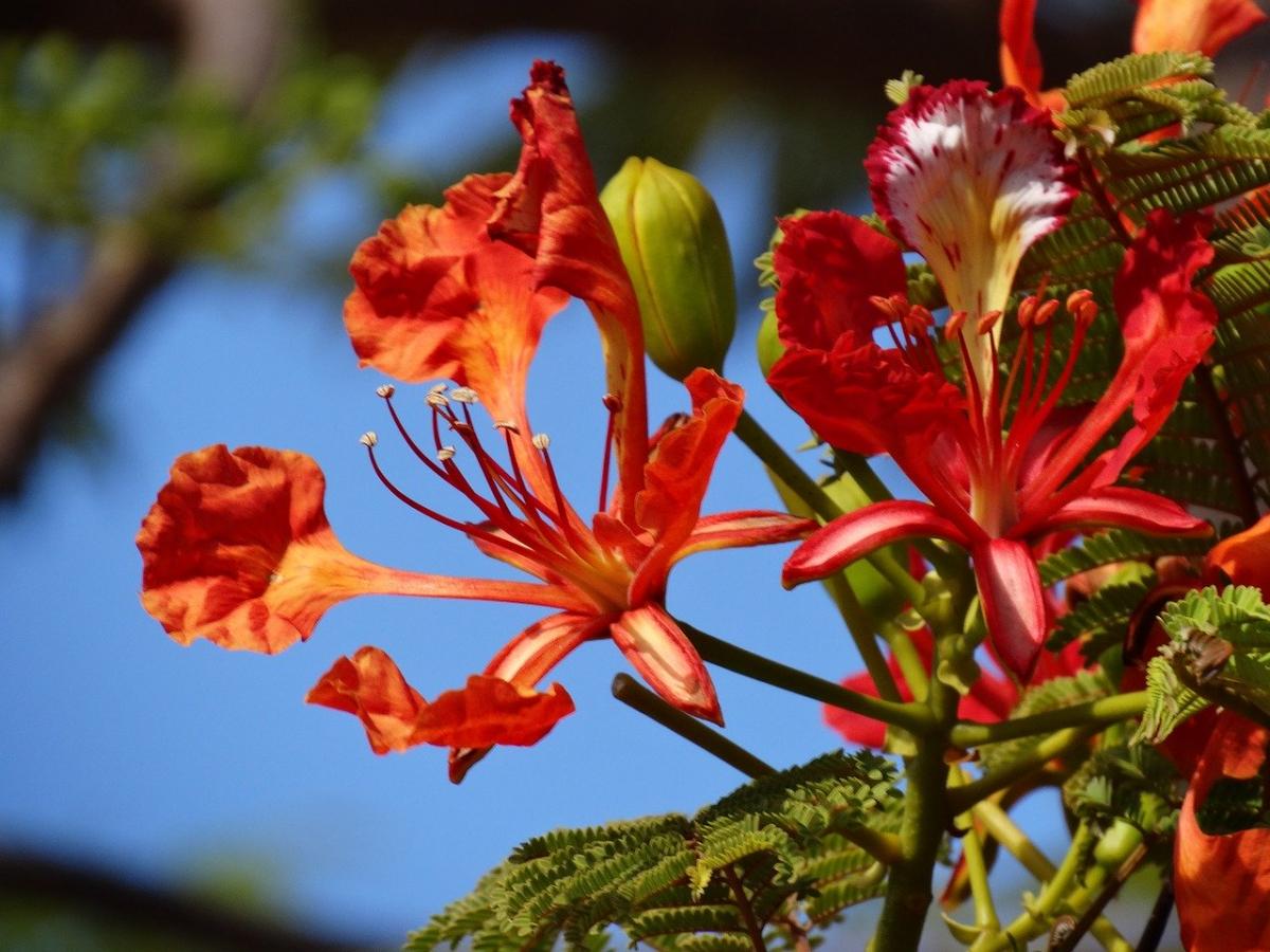 Errores comunes en el cultivo del flamboyán y claves para evitar problemas
