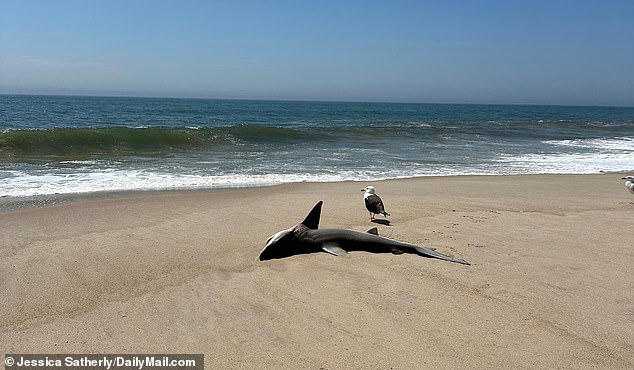 Three huge sharks wash up on busy Hamptons beach in front of shocked ...