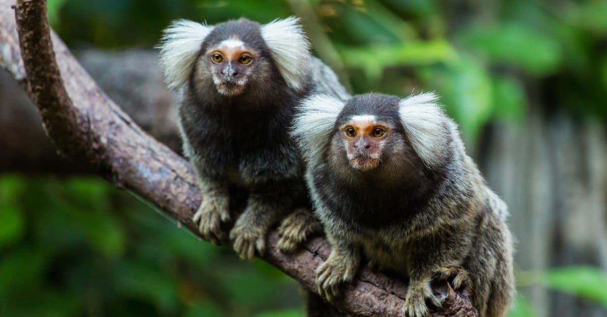 How monkeys decide to cooperate and what it reveals