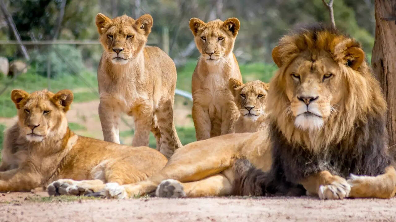 8 fascinating truths about lions you’ve probably never heard