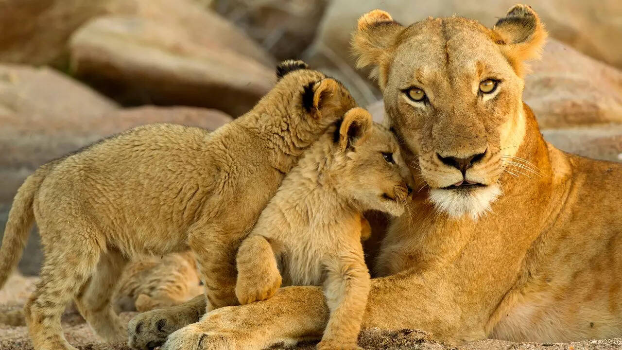 8 fascinating truths about lions you’ve probably never heard