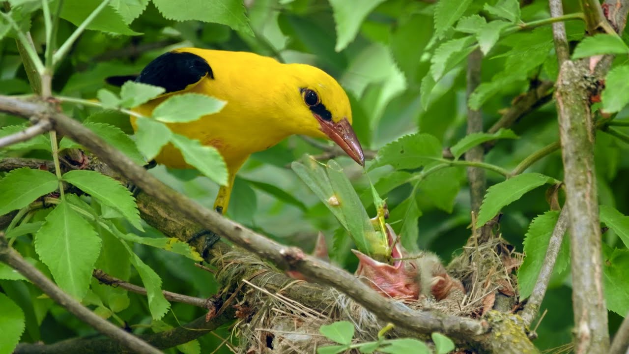 The Elusive European Golden Oriole Nesting in an Elder Shrub ~ Oriolus ...
