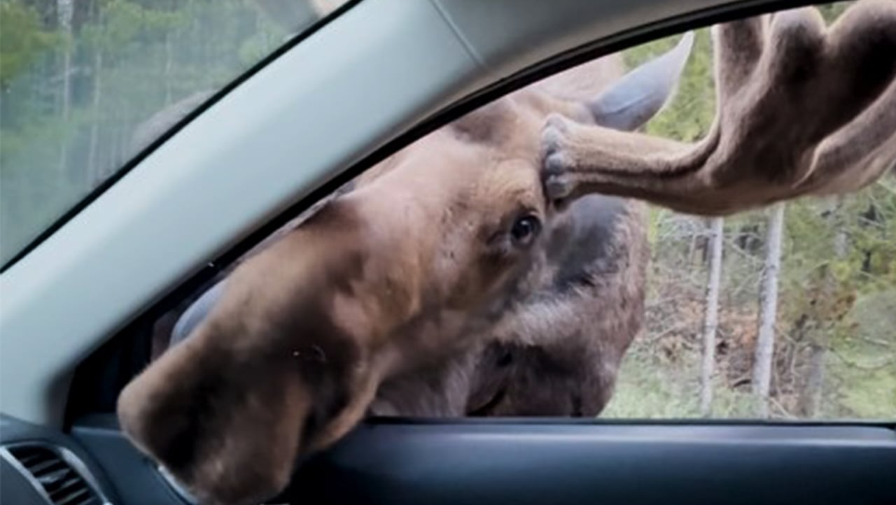 #TheMoment a moose stuck its head in a car in Jasper