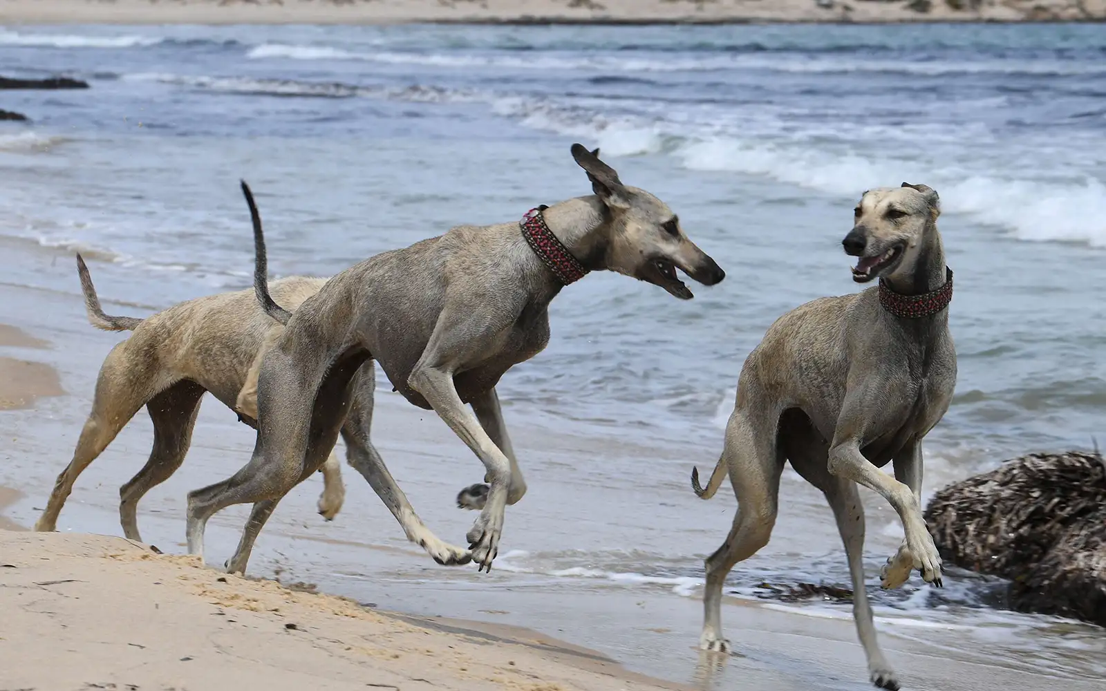 Tunisian dog lovers push to save age-old desert hound