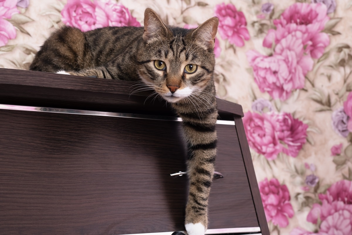 ‘Evil Genius’ Cat’s Diabolical Plan to Get Rid of Sibling Is Giving ...