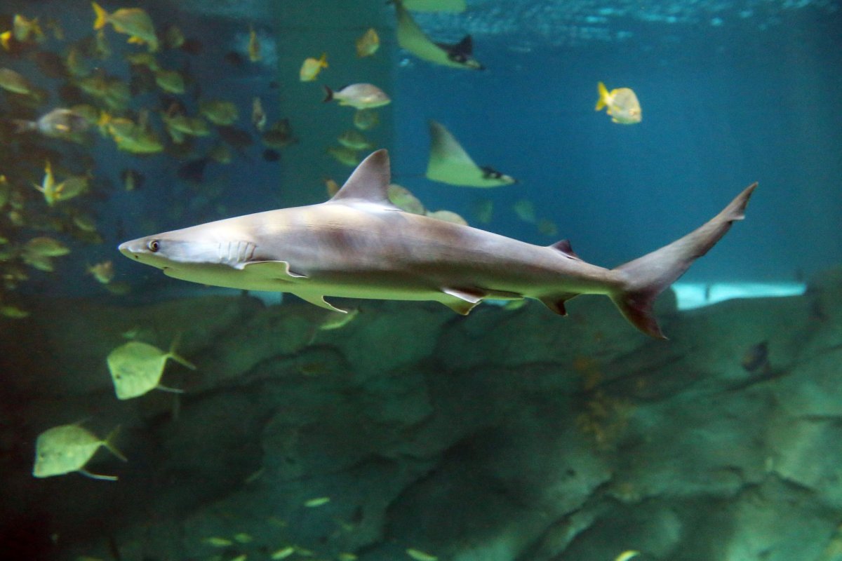 Woman 'most likely' bitten by tiger shark swimming off New York beach