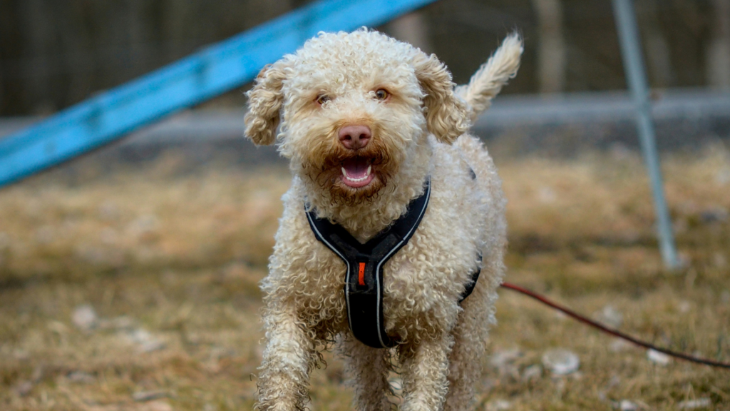 What Your Dog’s Tail Is Really Telling You