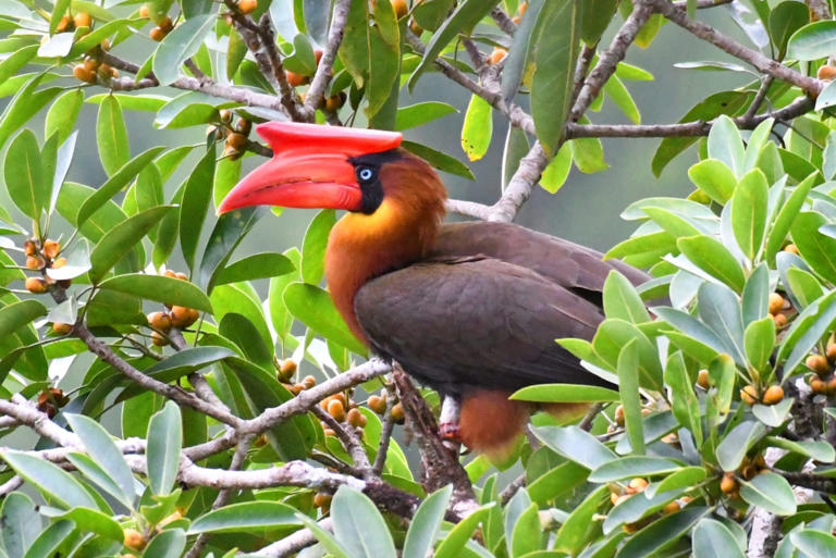 500 bird species face extinction within the next 100 years