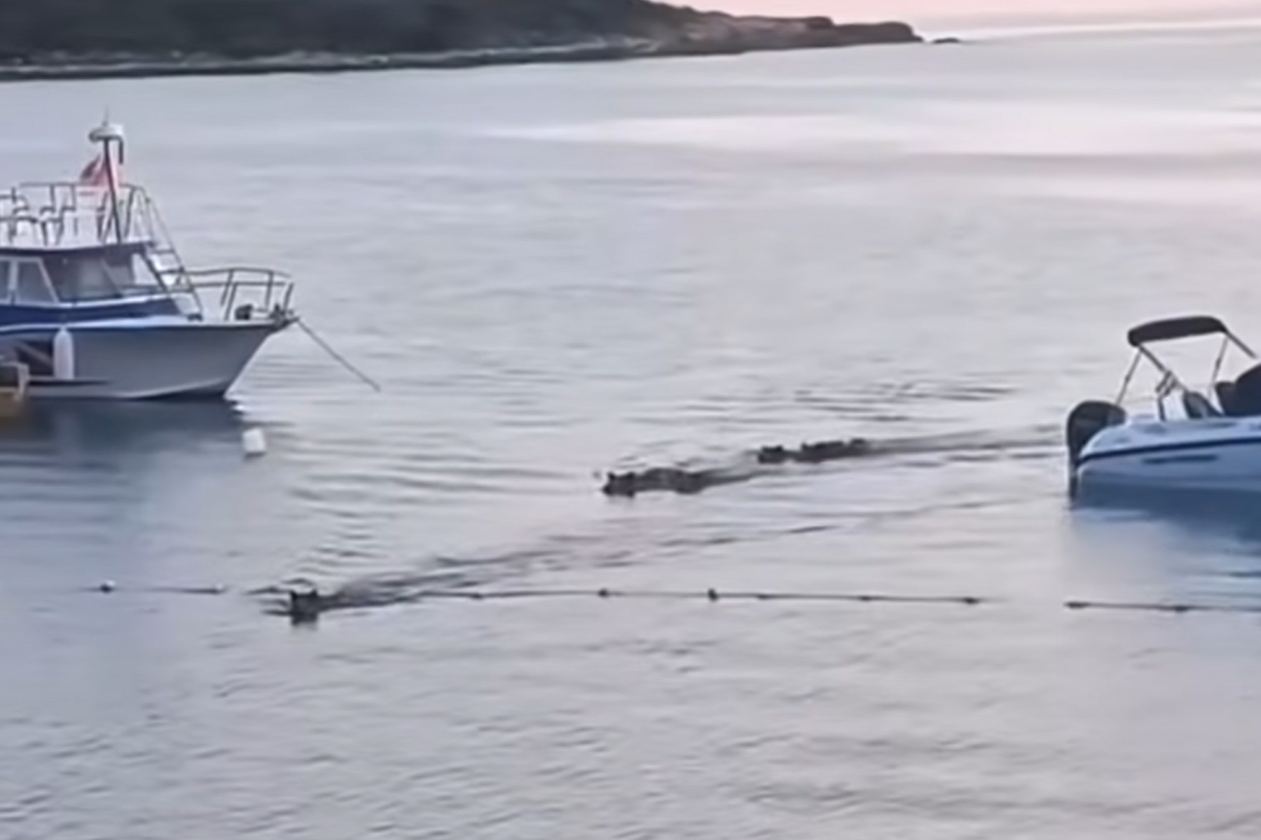 Video: Vor Istrien im Meer schwimmende Wildschweine begeistern das Netz