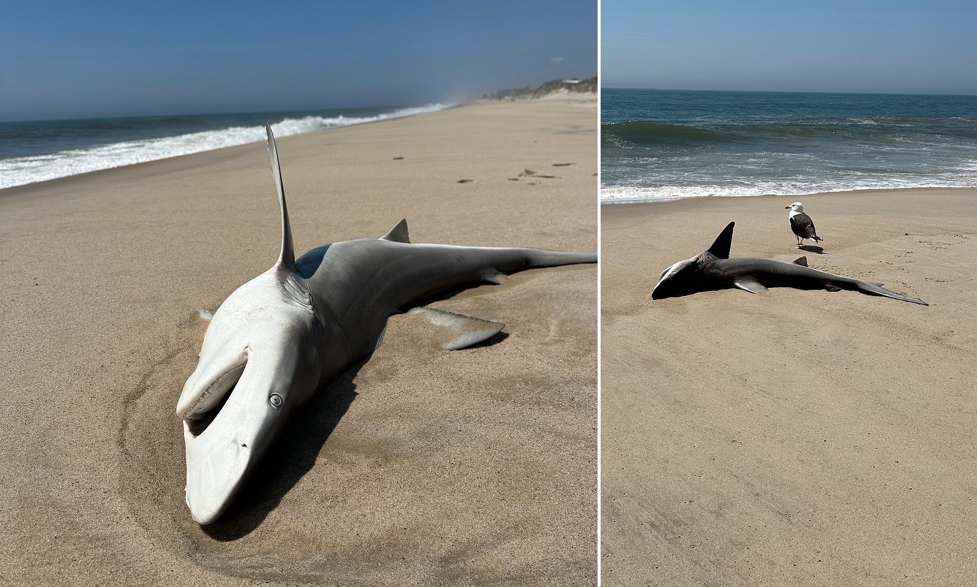 Three huge sharks wash up on busy Hamptons beach in front of shocked ...