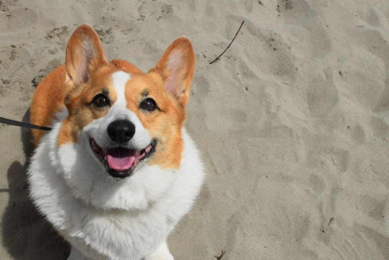 PHOTOS: Hundreds assemble at Seaside for 3rd year of Corgi Beach Takeover