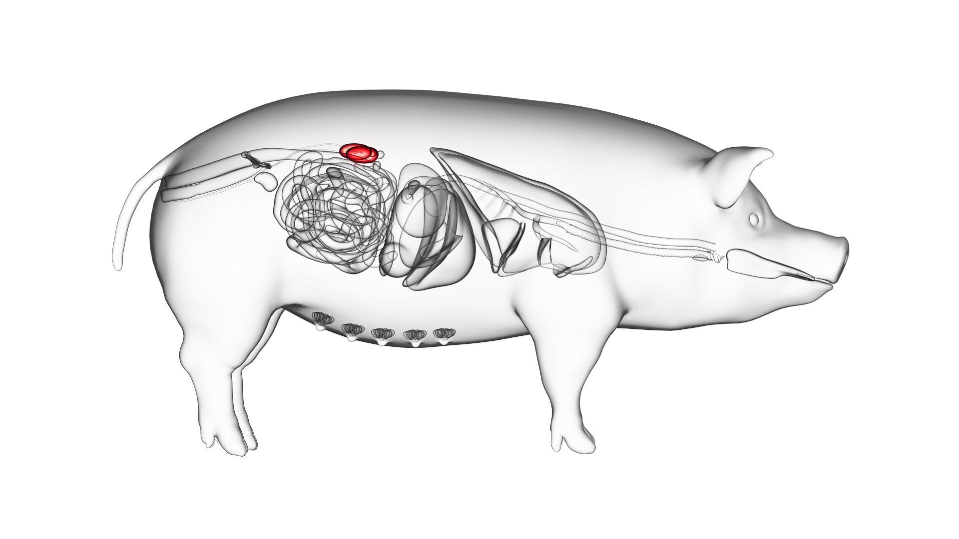 Breakthrough for pig kidney transplants: Researchers know why body ...