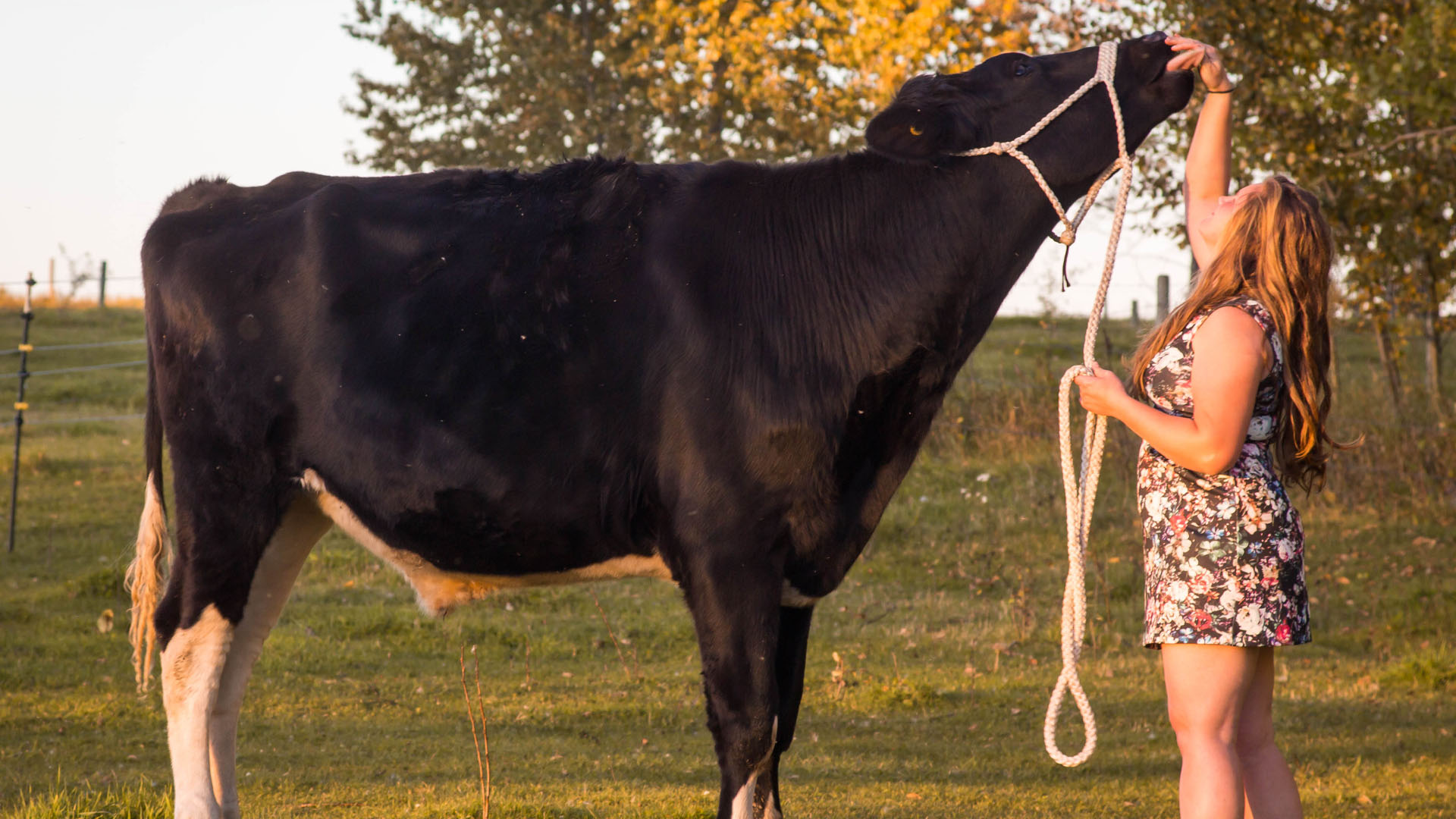 Beef the steer: the story of the world's tallest living steer from Alberta