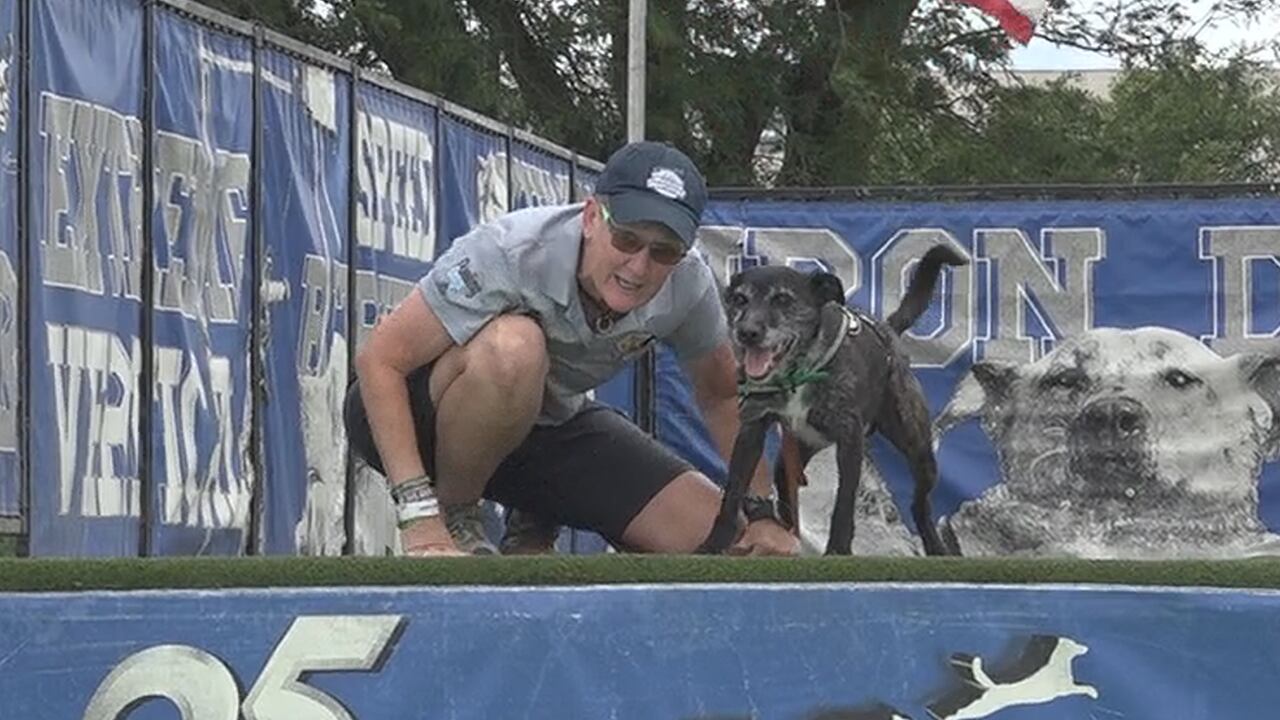 Dogs test their jumping and swimming skills at Dock Dogs competition