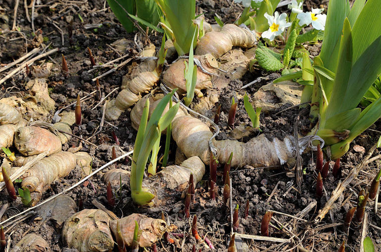 Rizomas: qué son, características, tipos, función y ejemplos de plantas