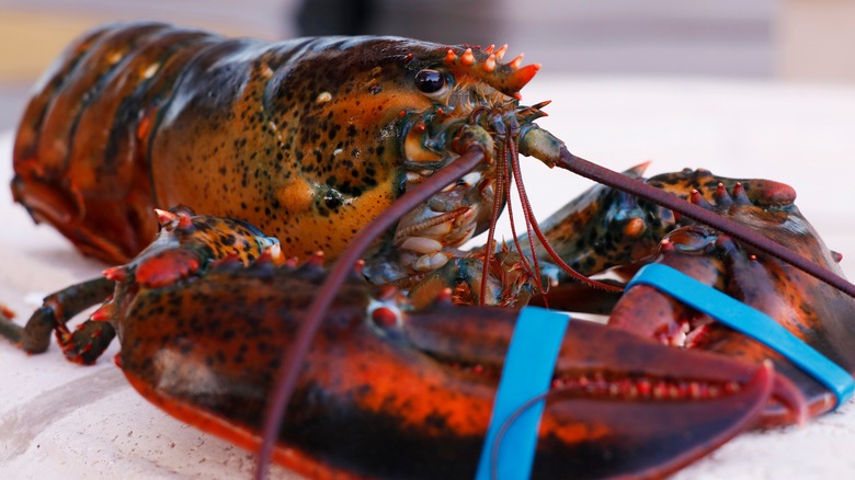 16 Types Of Lobster Explained