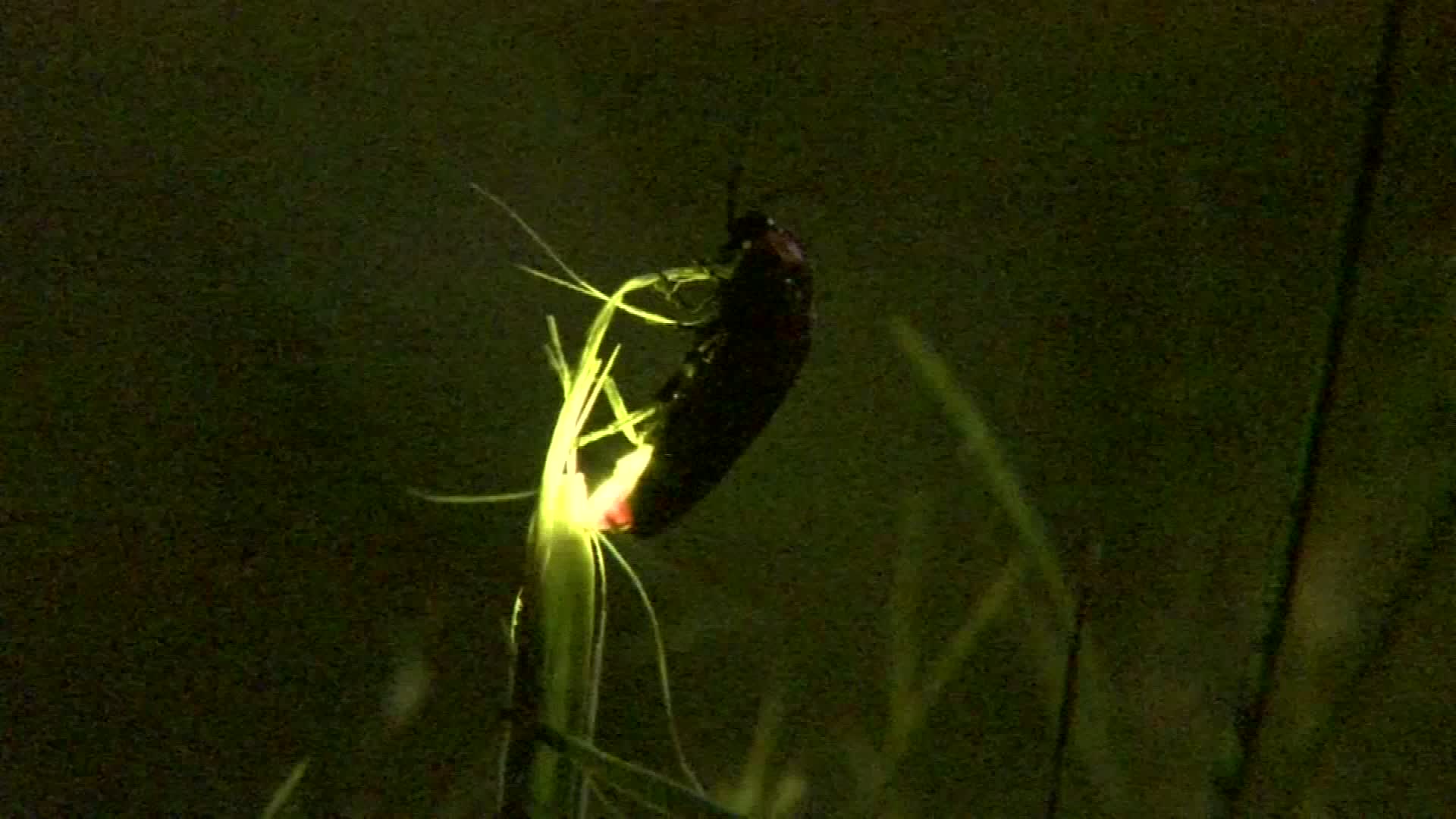 Why do fireflies light up? Here are the two vastly different reasons ...