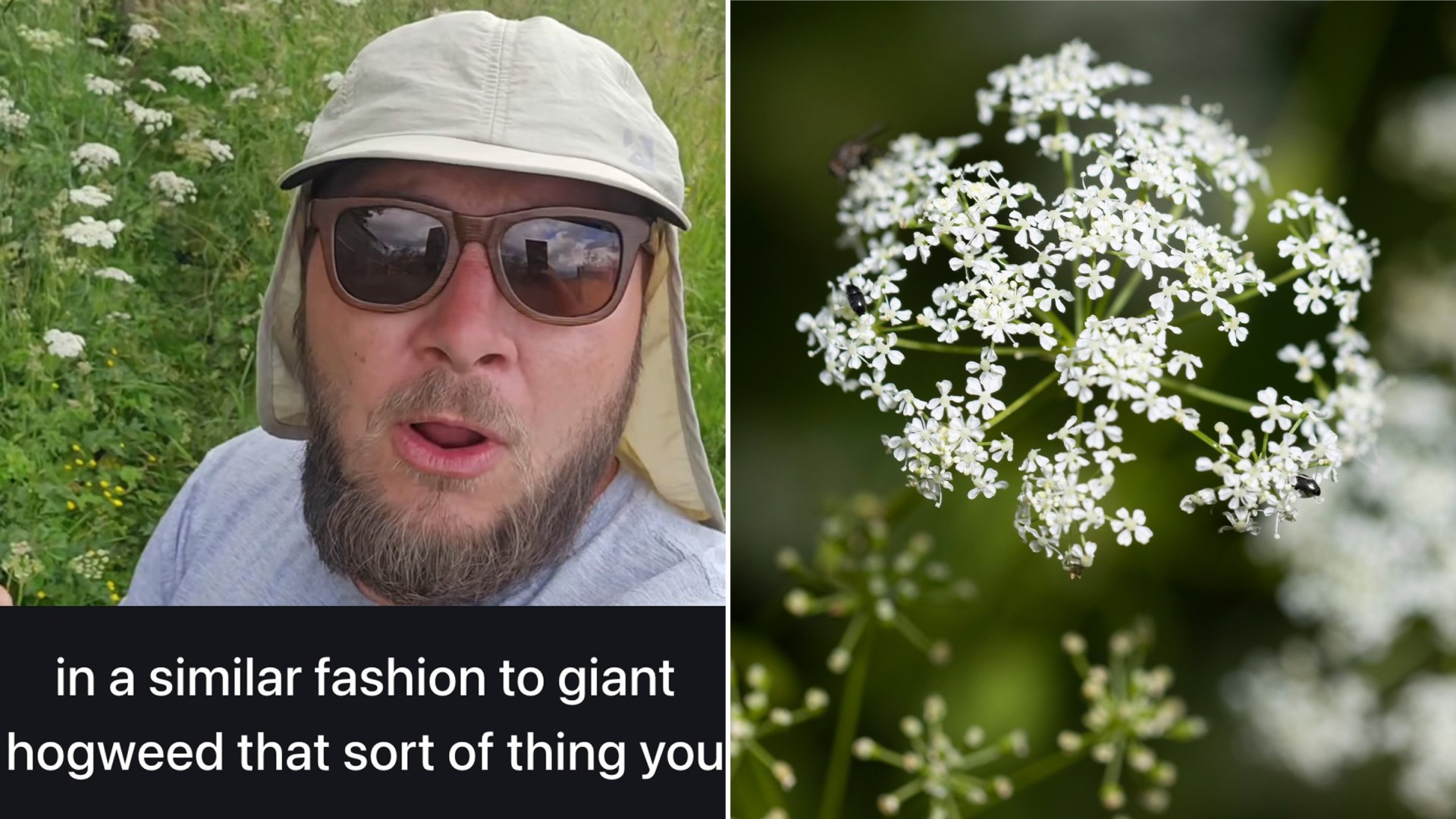 Farmer buys 'deadly' field full of poisonous Hemlock