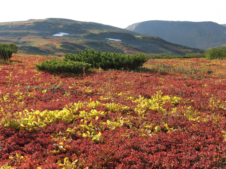 Tundra: definición, características, tipos, flora y fauna de este bioma extremo