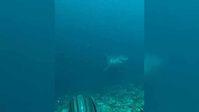 Moment diver comes face to face with giant great white shark