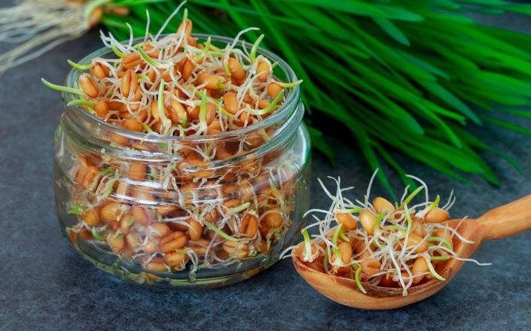 Cómo extraer, conservar y germinar semillas de tomate para cosechas ...