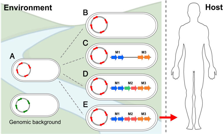Genetic bottlenecks help explain which cholera strains become pandemic ...