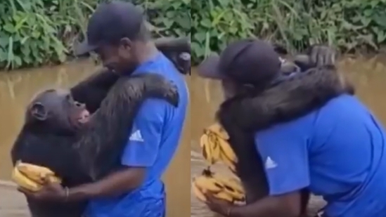Chimpanzee rushes into arms of caretaker who rescued him years ago in ...