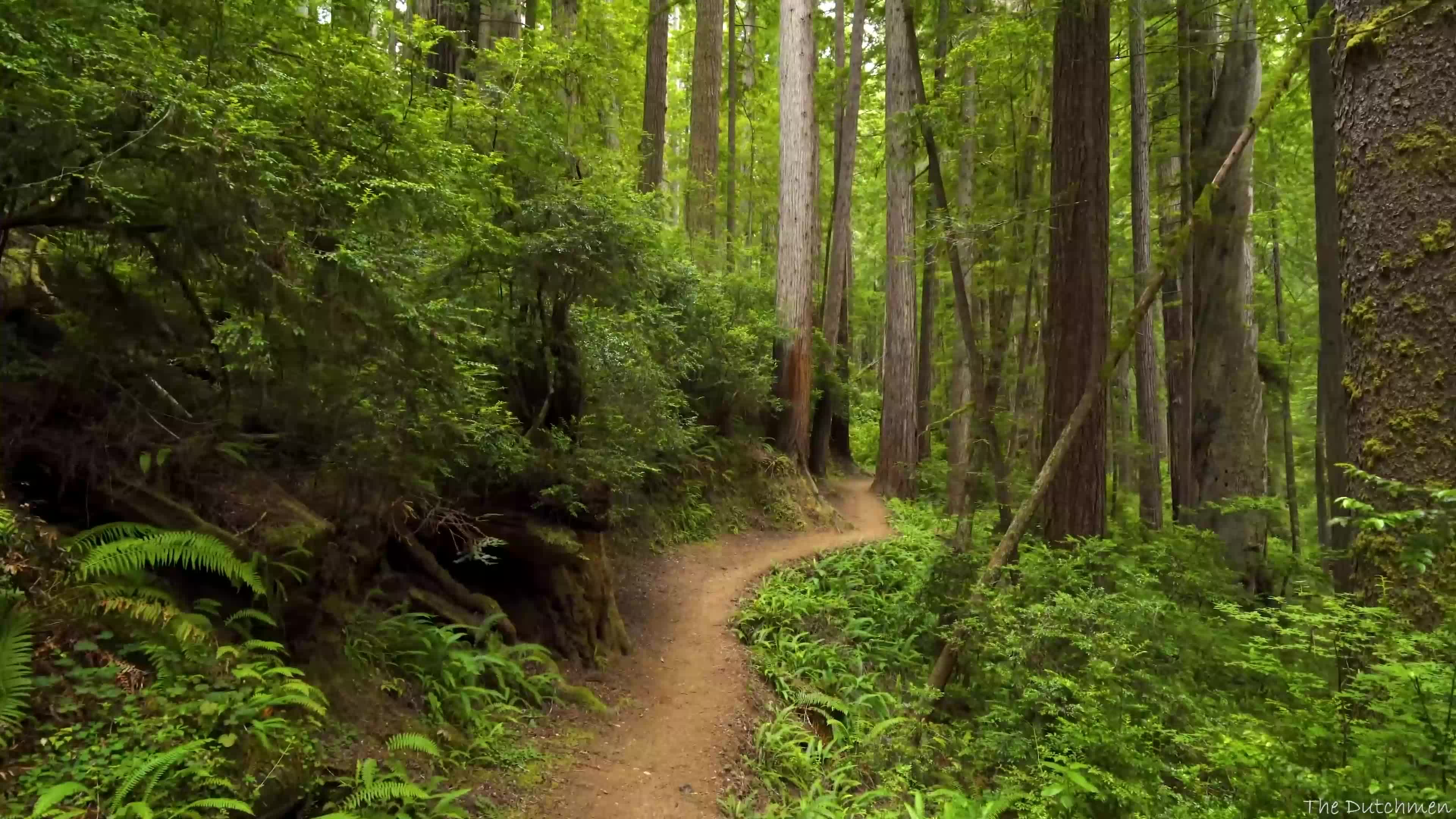 James Irvine Trail in Redwood National Park – Family-Friendly Hike (4K)