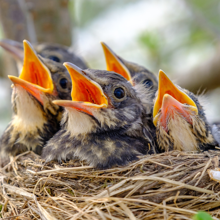 7 clever solutions to stop birds pooing on your garden furniture humanely