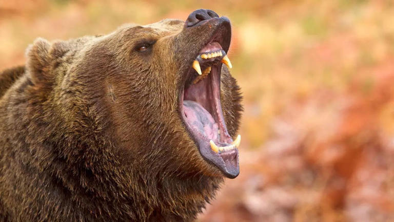 Top 7 fiercest predators in the world