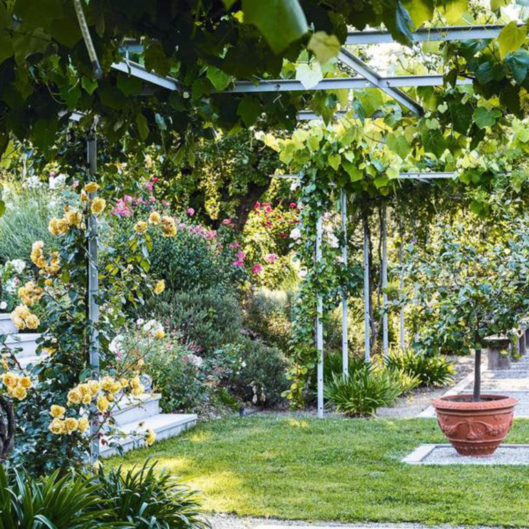 5 of the best scented climbing plants to fill your garden with colour ...