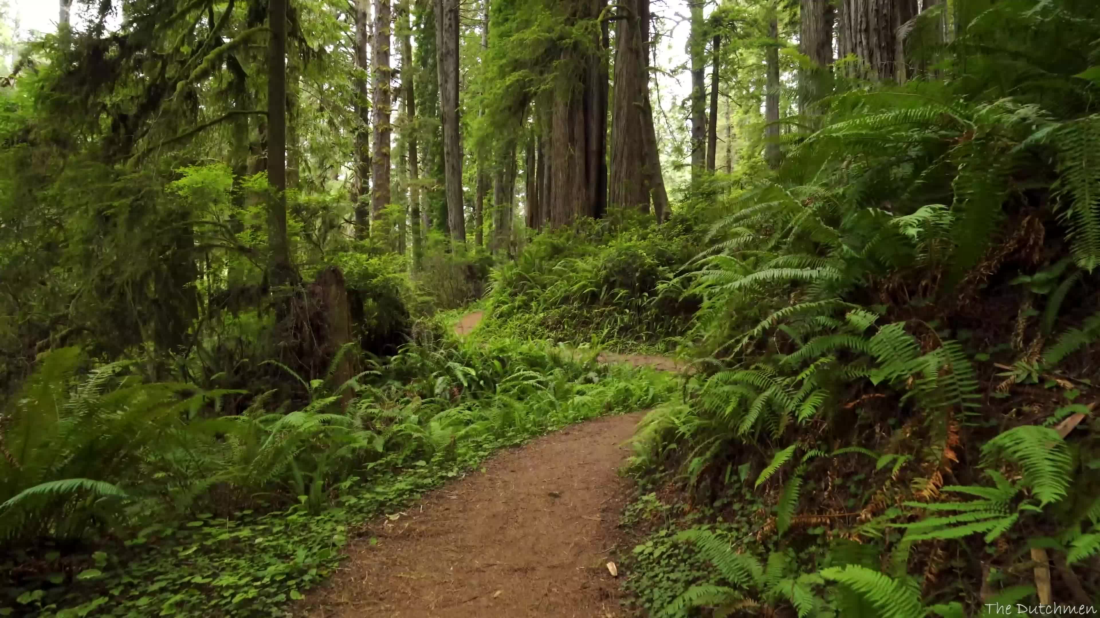 James Irvine Trail – Redwoods to Fern Canyon Hike, California (4K)