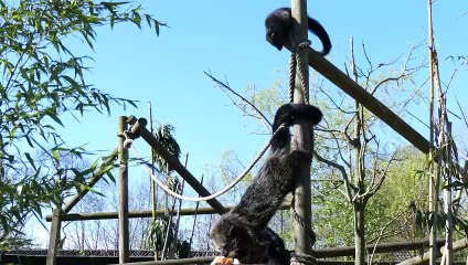 Meet the super-rare bearcats that smell of popcorn