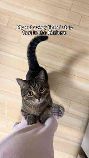 Mom’s Homemade Cat Treats = Feline Approved