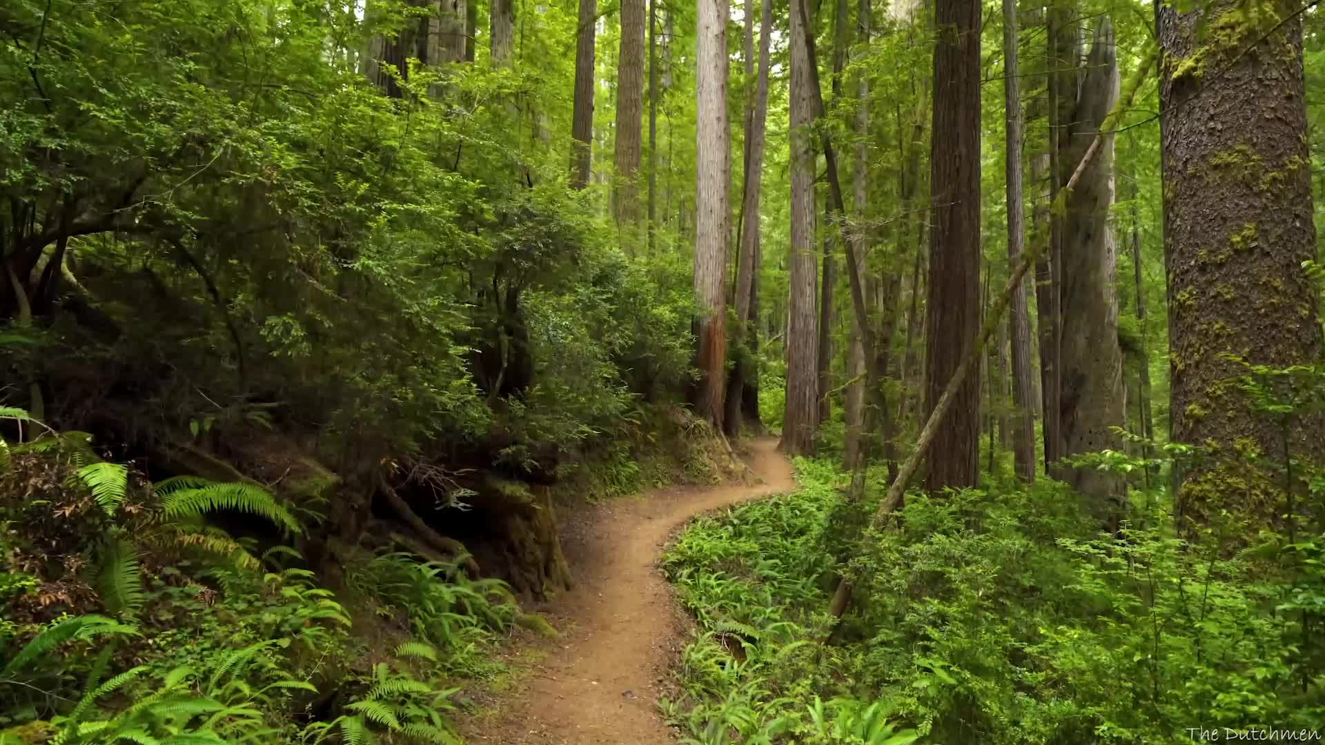 Redwood National Park, James Irvine Trail