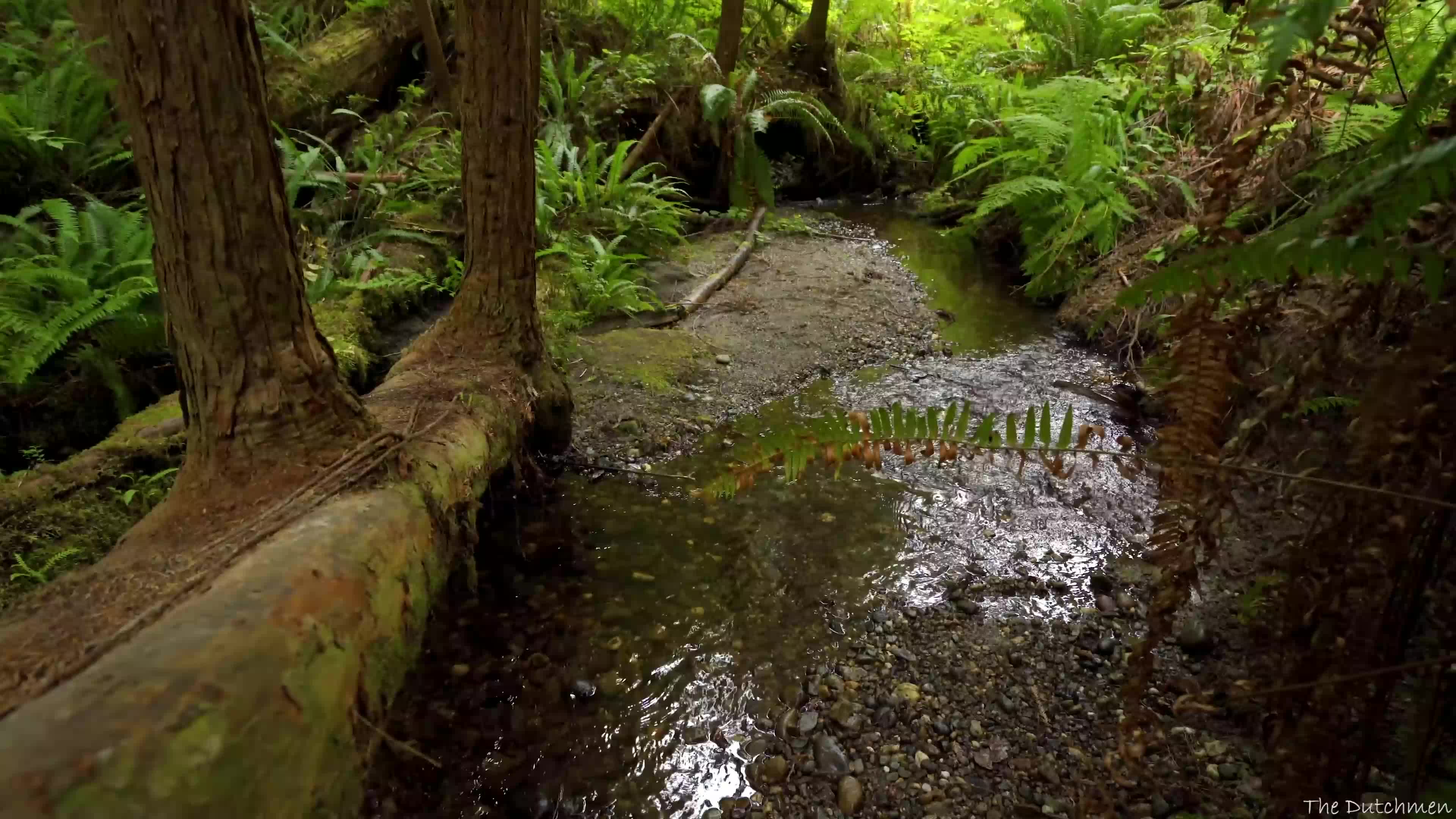 Redwood Hike Adventure – James Irvine Trail in 4K