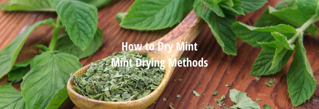 How to Dry Mint [Mint Drying Methods]