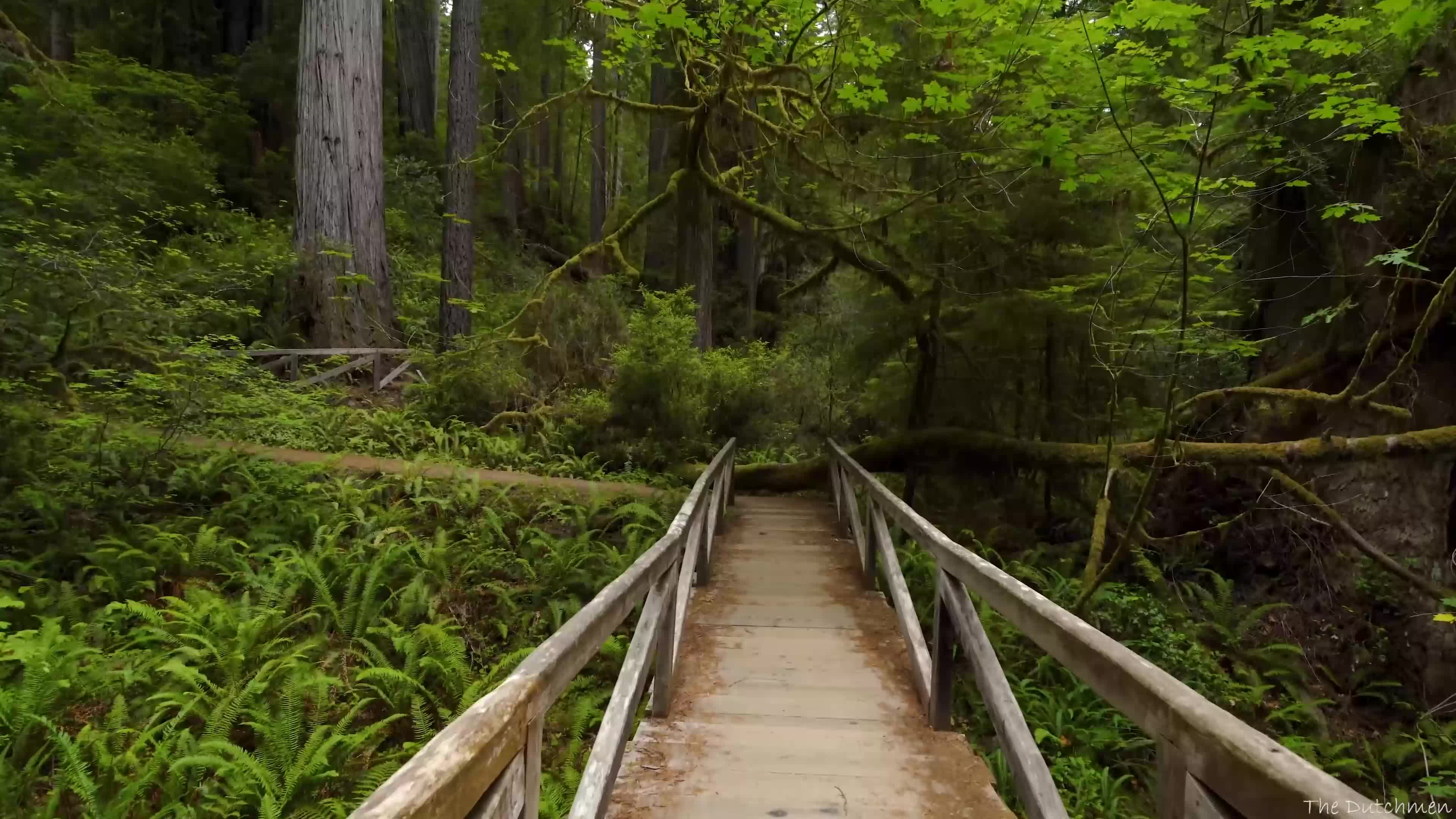 James Irvine Trail – Hike Through the Redwoods to Fern Canyon (4K)