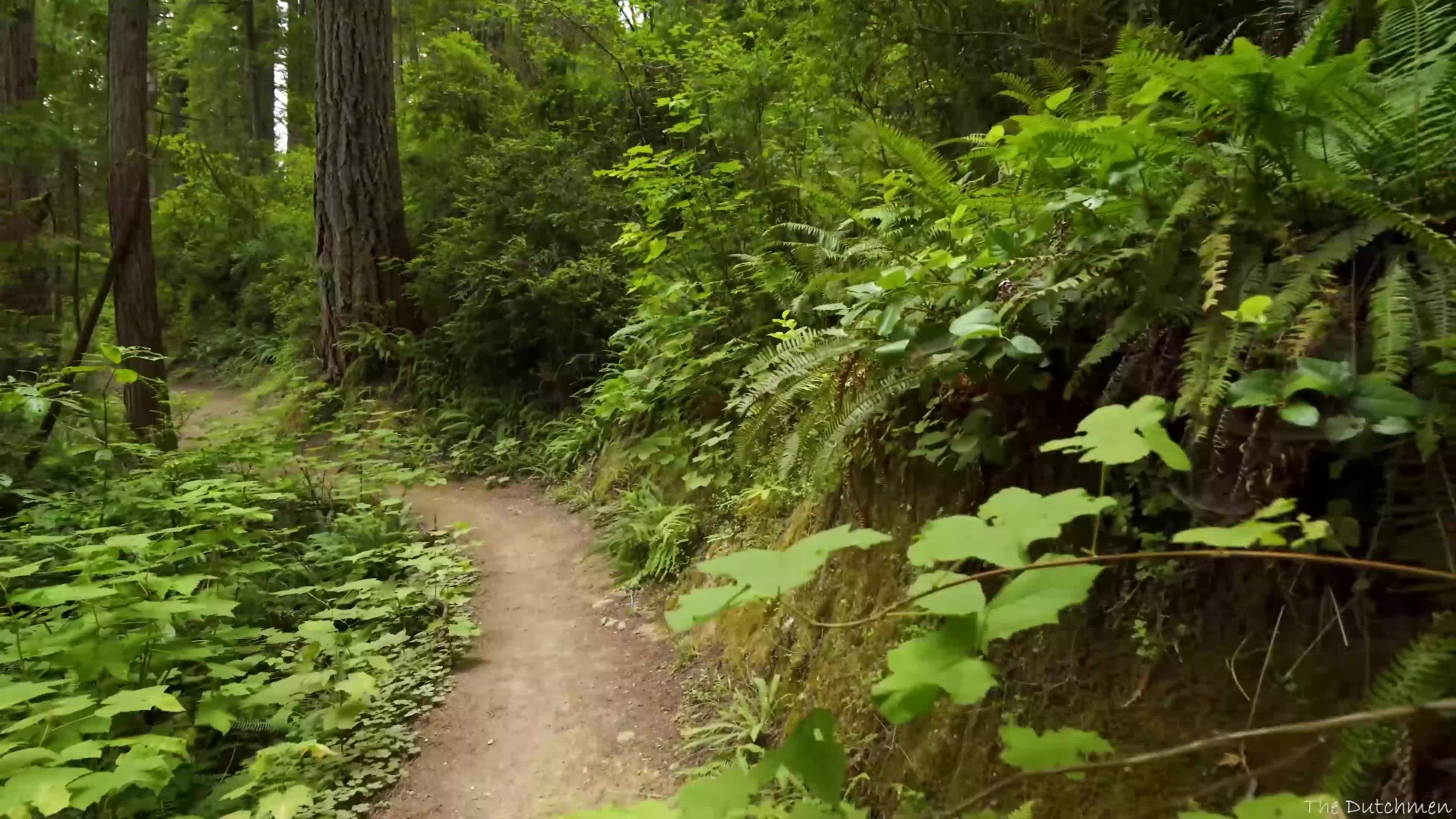 Redwoods Hike – James Irvine Trail to Fern Canyon, California (4K)