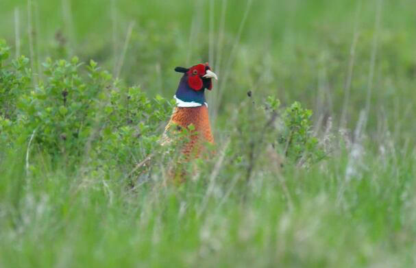 Pheasant crowing counts rise across North Dakota