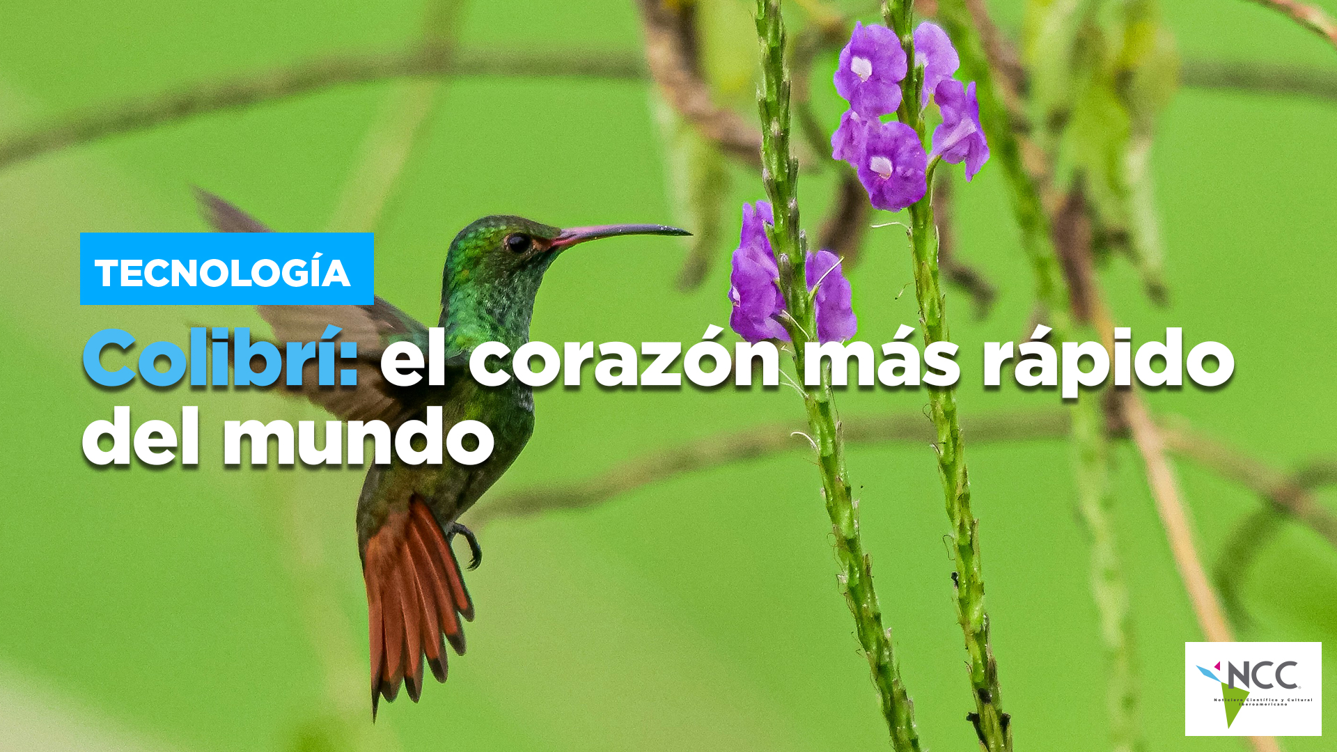 Colibrí: el corazón más rápido del mundo