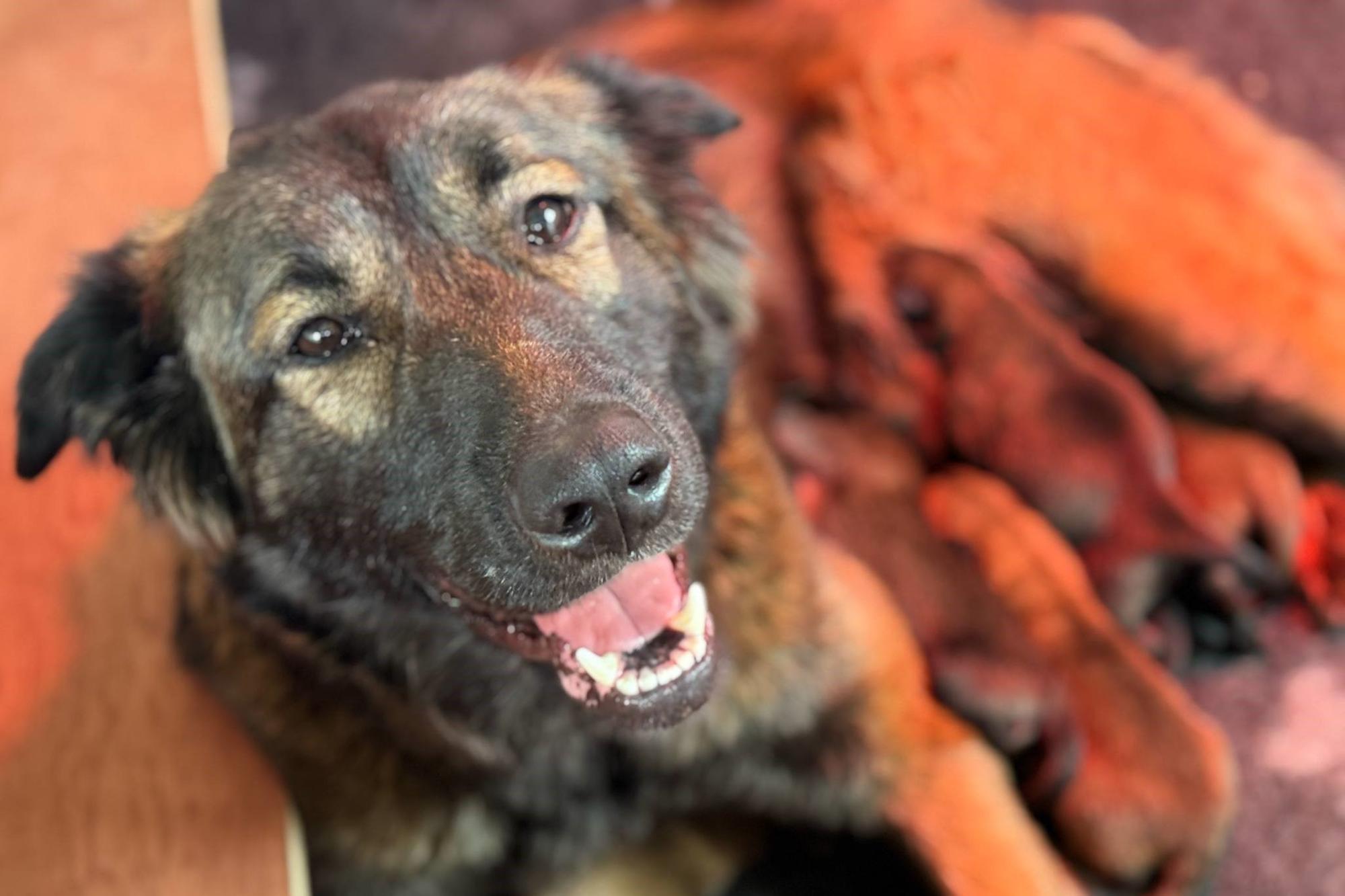 Stray pregnant dog found safe and well on Longridge Fell by Ribble ...