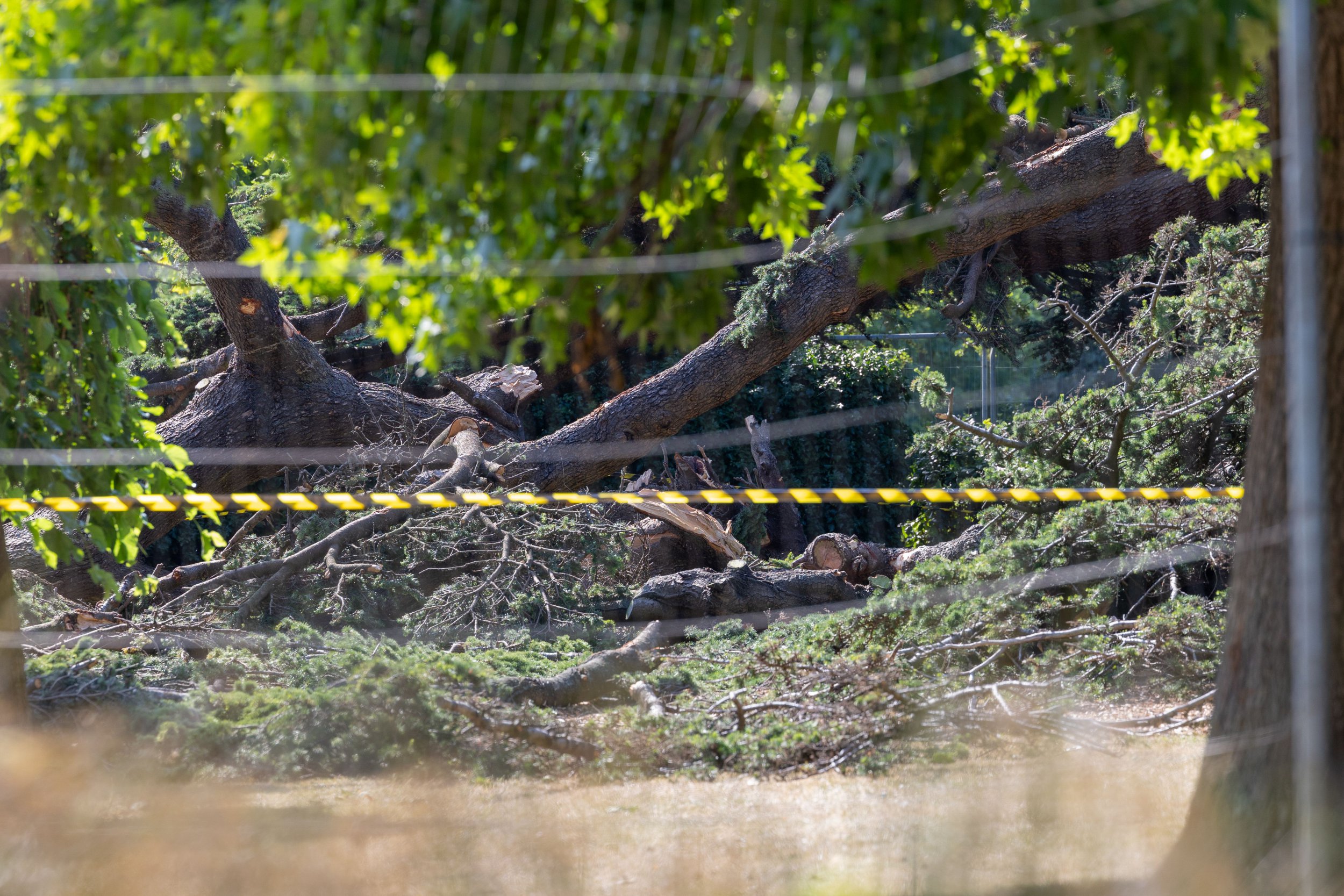 Girl playing with sisters before fatal tree collapse