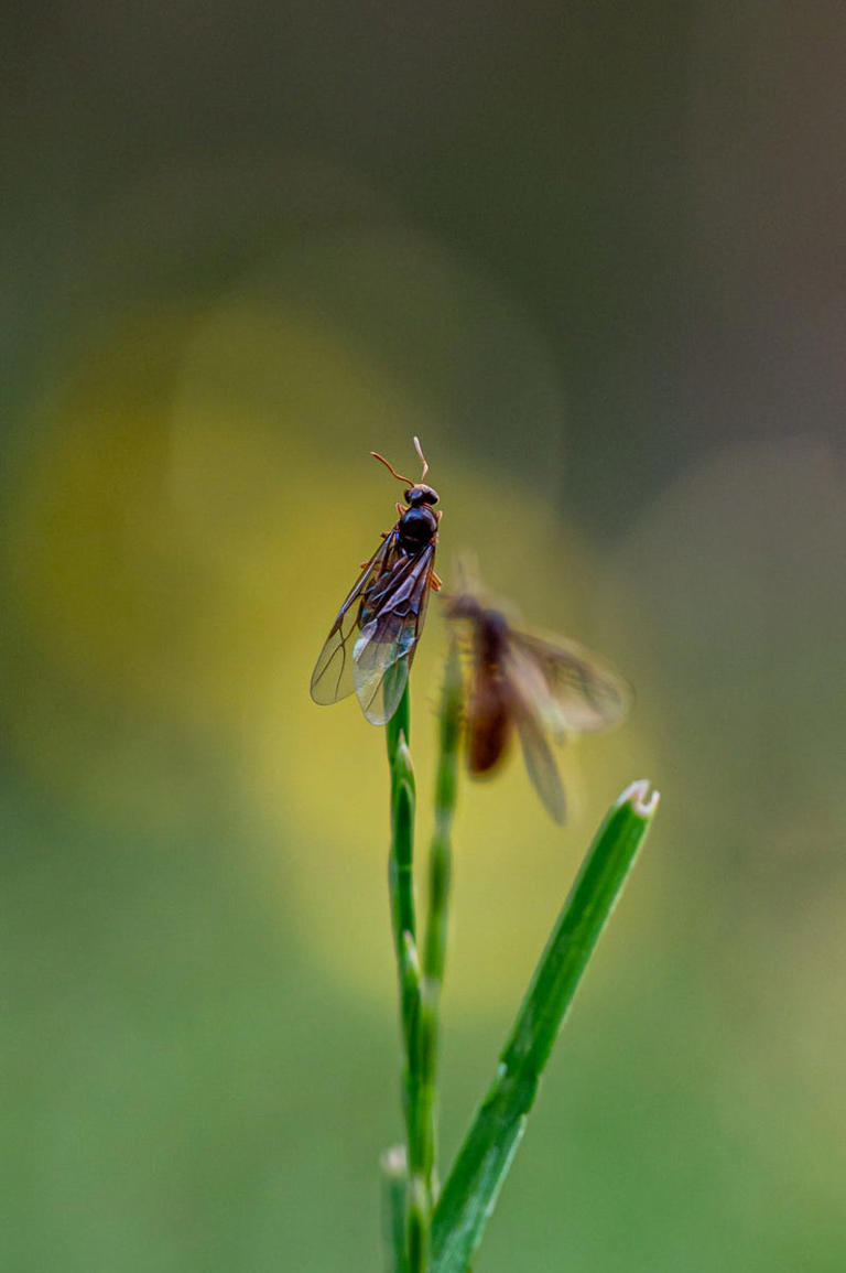 How to get rid of flying ants – plus why 'flying ant day' 2025 could be ...