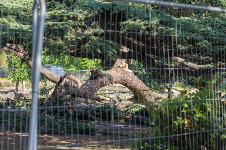 Girl playing with sisters before fatal tree collapse